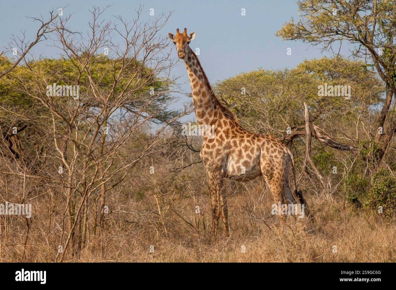 There are many Giraffes (Giraffa) in the Mkhuze Game Reserve in South ...