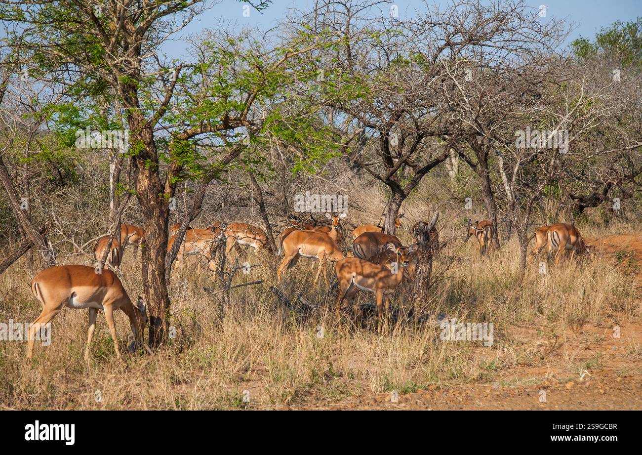 The impalas (Aepyceros melampus) in Africa are one of the most ...