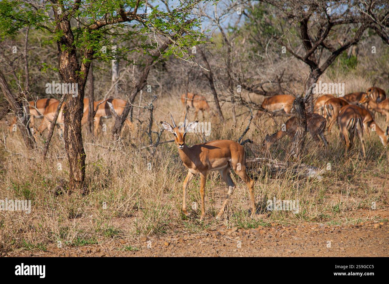 The impalas (Aepyceros melampus) in Africa are one of the most ...