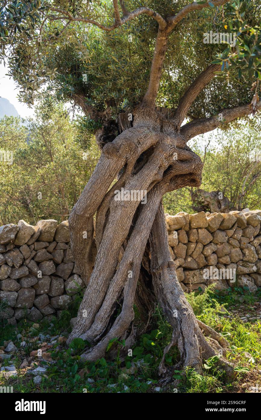 Large and ancient olive tree with an intertwined trunk. Mallorca, Spain ...