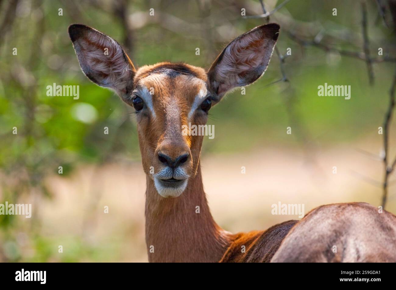 The impalas (Aepyceros melampus) in Africa are one of the most ...