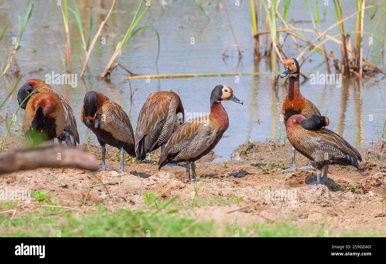 White faced whistling ducks (Dendrocygna viduata) Type of whistling ...