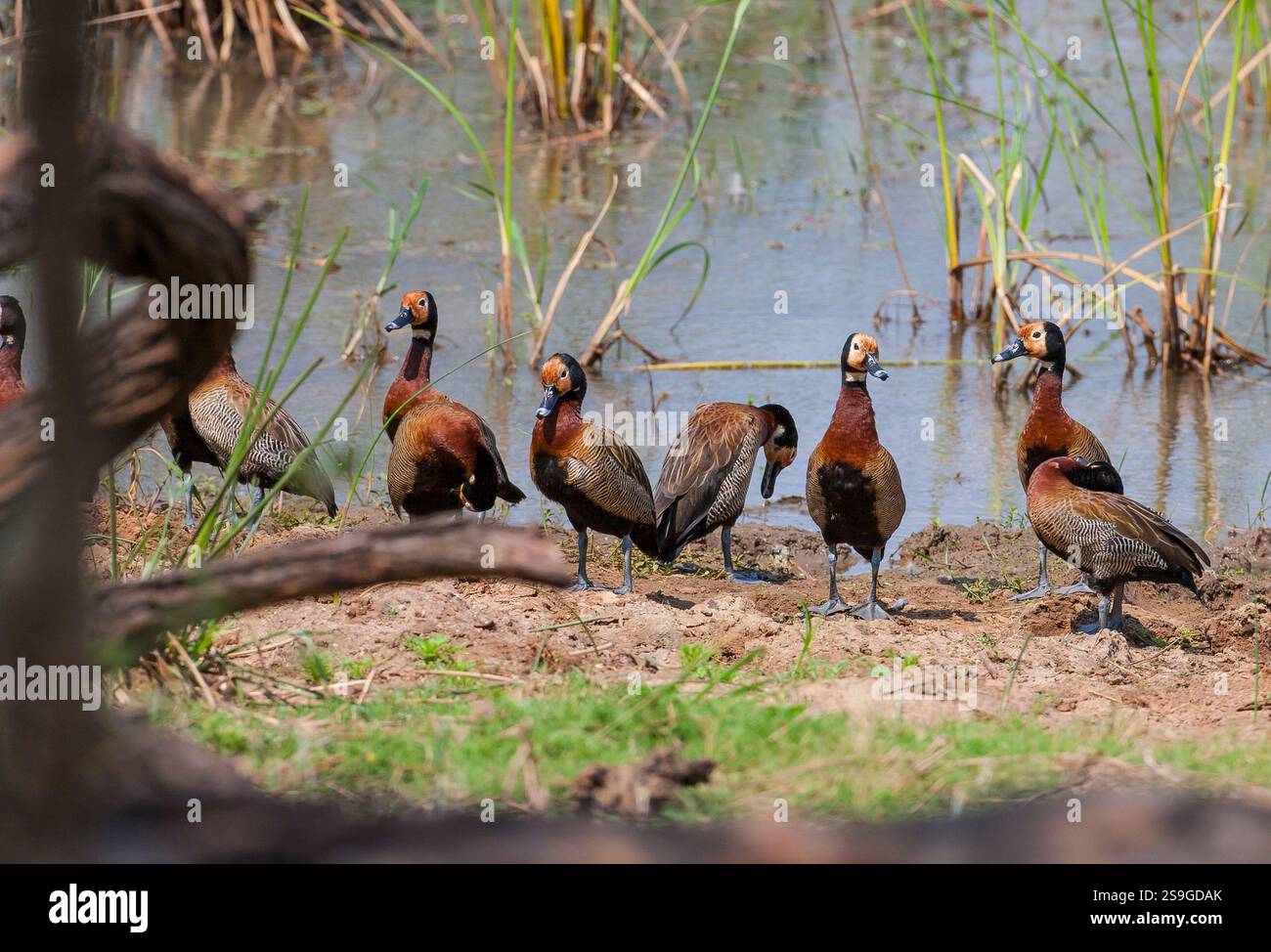 White faced whistling ducks (Dendrocygna viduata) Type of whistling ...