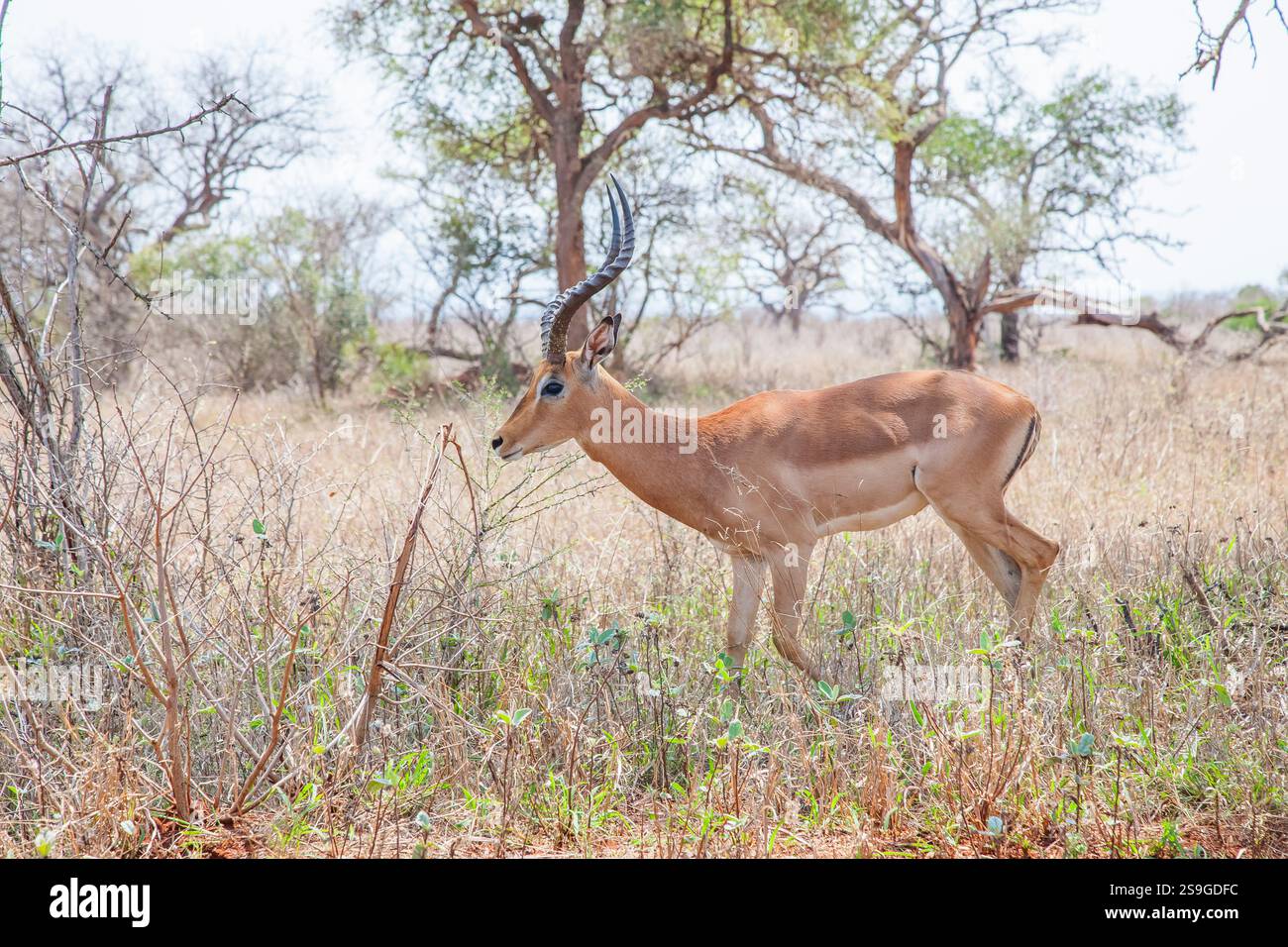 The impalas (Aepyceros melampus) in Africa are one of the most ...