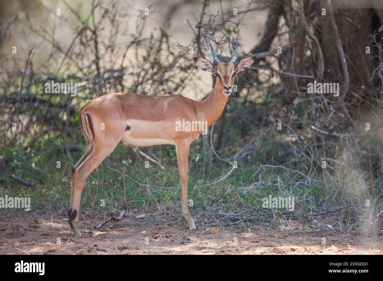 The impalas (Aepyceros melampus) in Africa are one of the most ...
