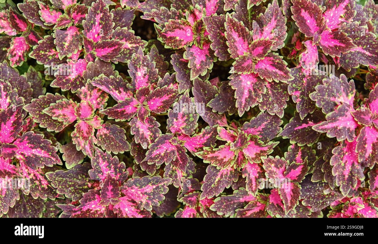 Vibrant top-down view of Coleus plants featuring striking pink, purple ...