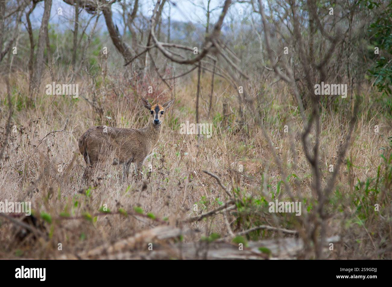 Common duiker (Sylvicapra grimmia) is a small and medium-sized antelope ...