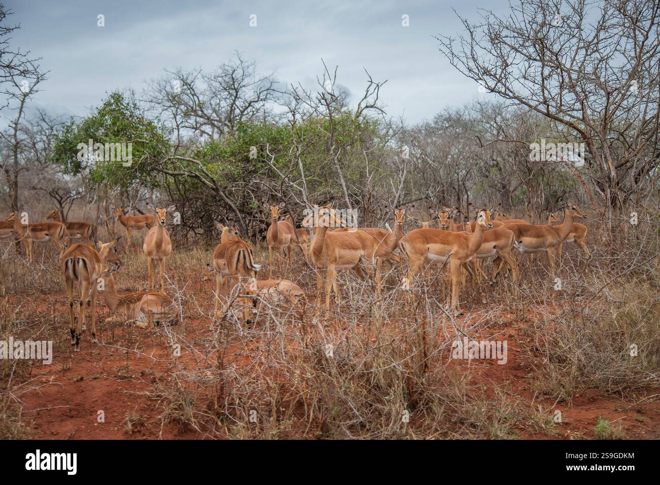 The impalas (Aepyceros melampus) in Africa are one of the most ...