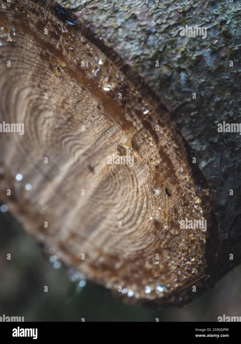 A macro image capturing amber-colored sap droplets on the surface of a ...