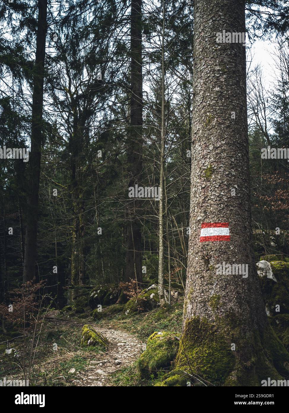 A scenic forest trail in Bavaria with a tree marked by the Austrian ...
