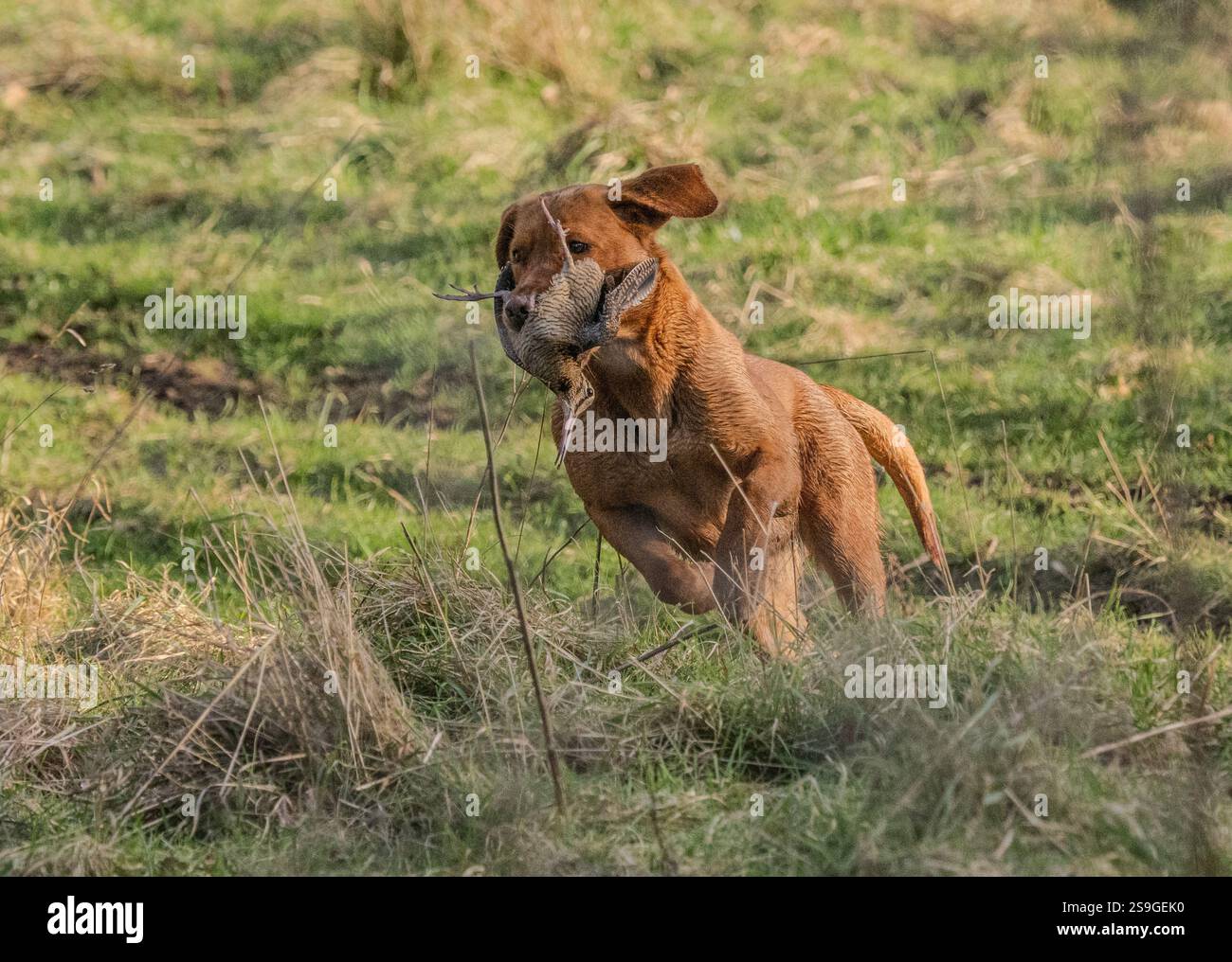 Labrador gun dog with a woodcok Stock Photo - Alamy