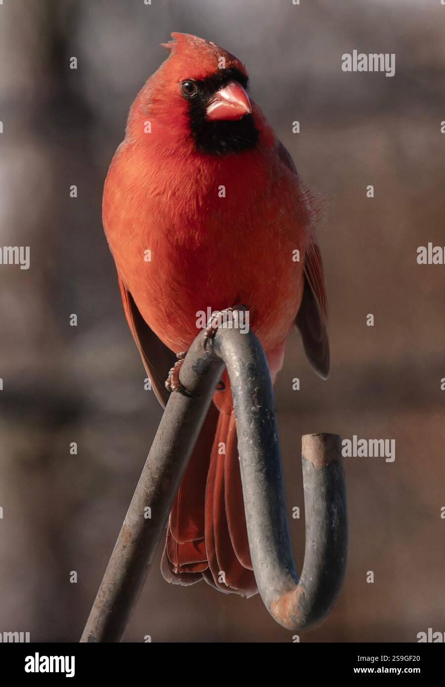 A male Northern Cardinal on the backyard deck Stock Photo - Alamy