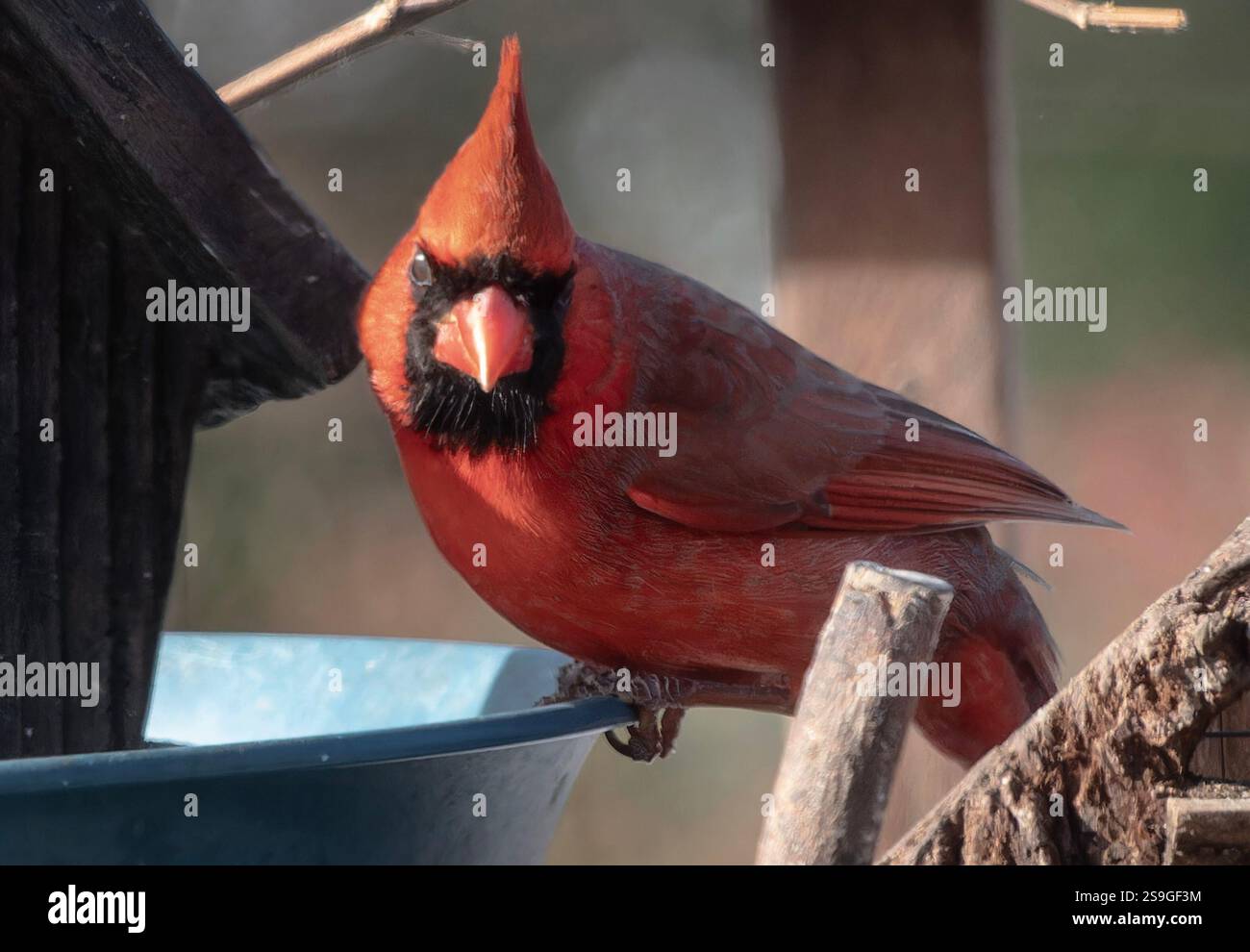 A male Northern Cardinal on the backyard deck Stock Photo - Alamy