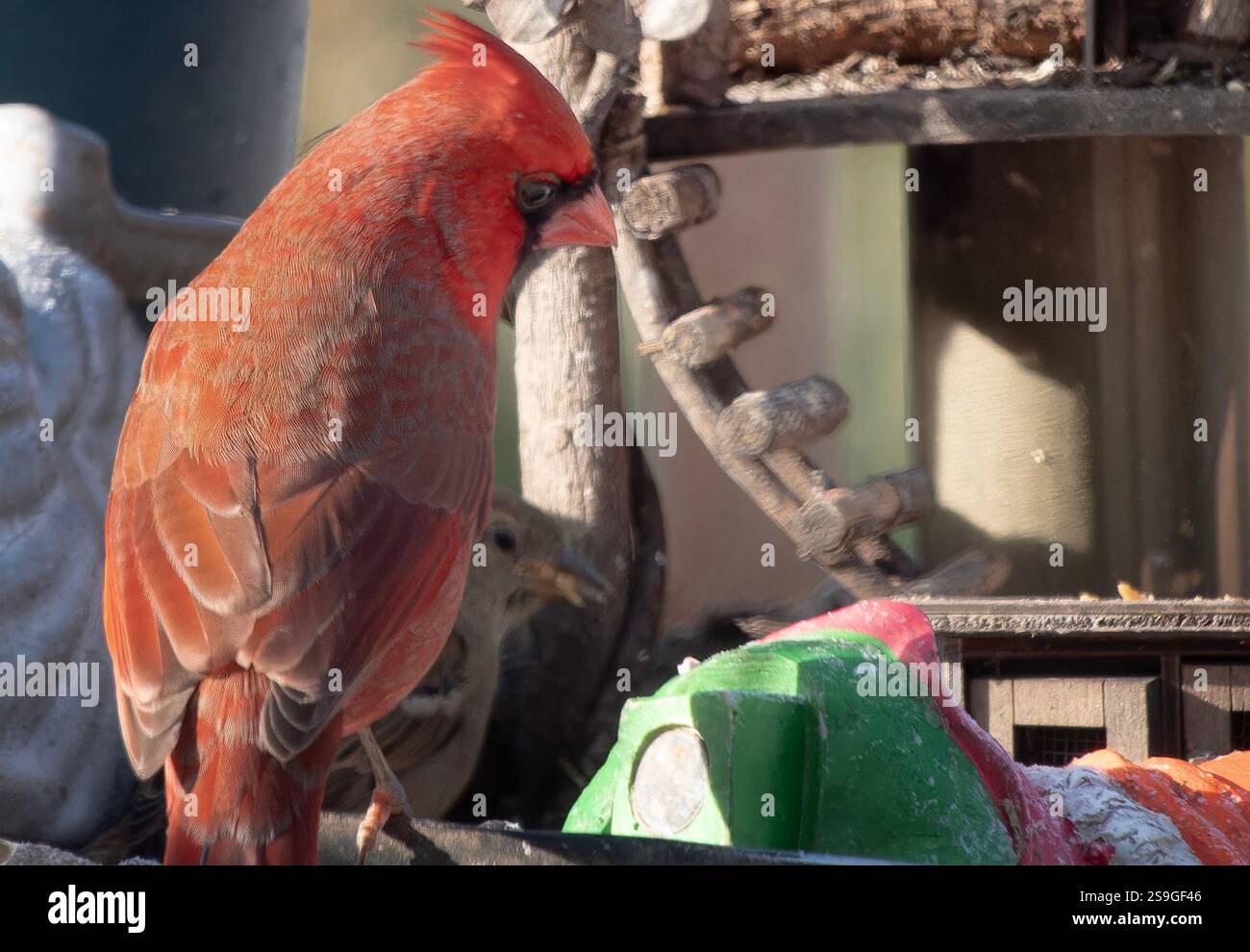 A male Northern Cardinal on the backyard deck Stock Photo - Alamy