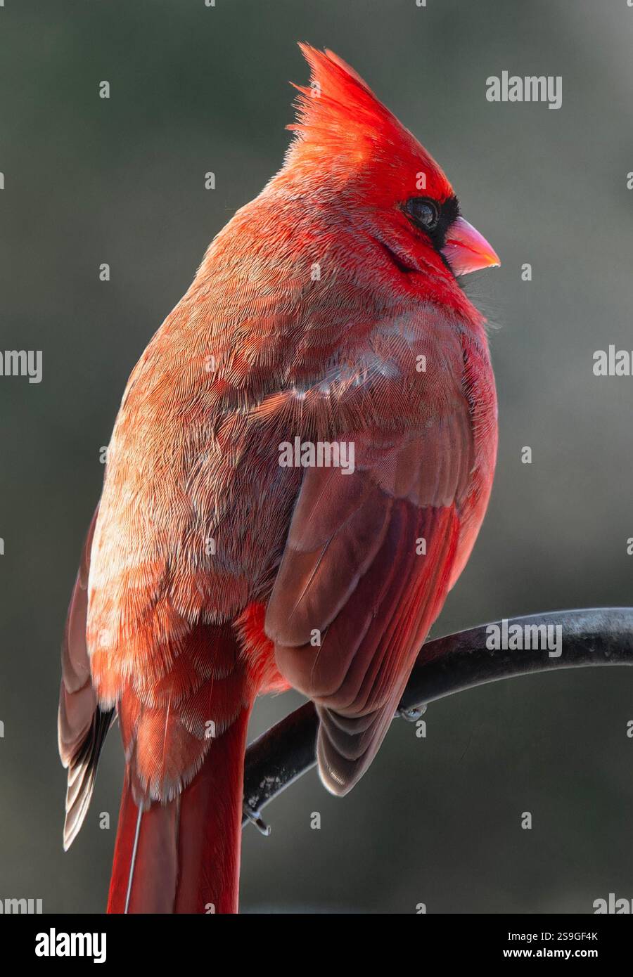 A male Northern Cardinal on the backyard deck Stock Photo - Alamy