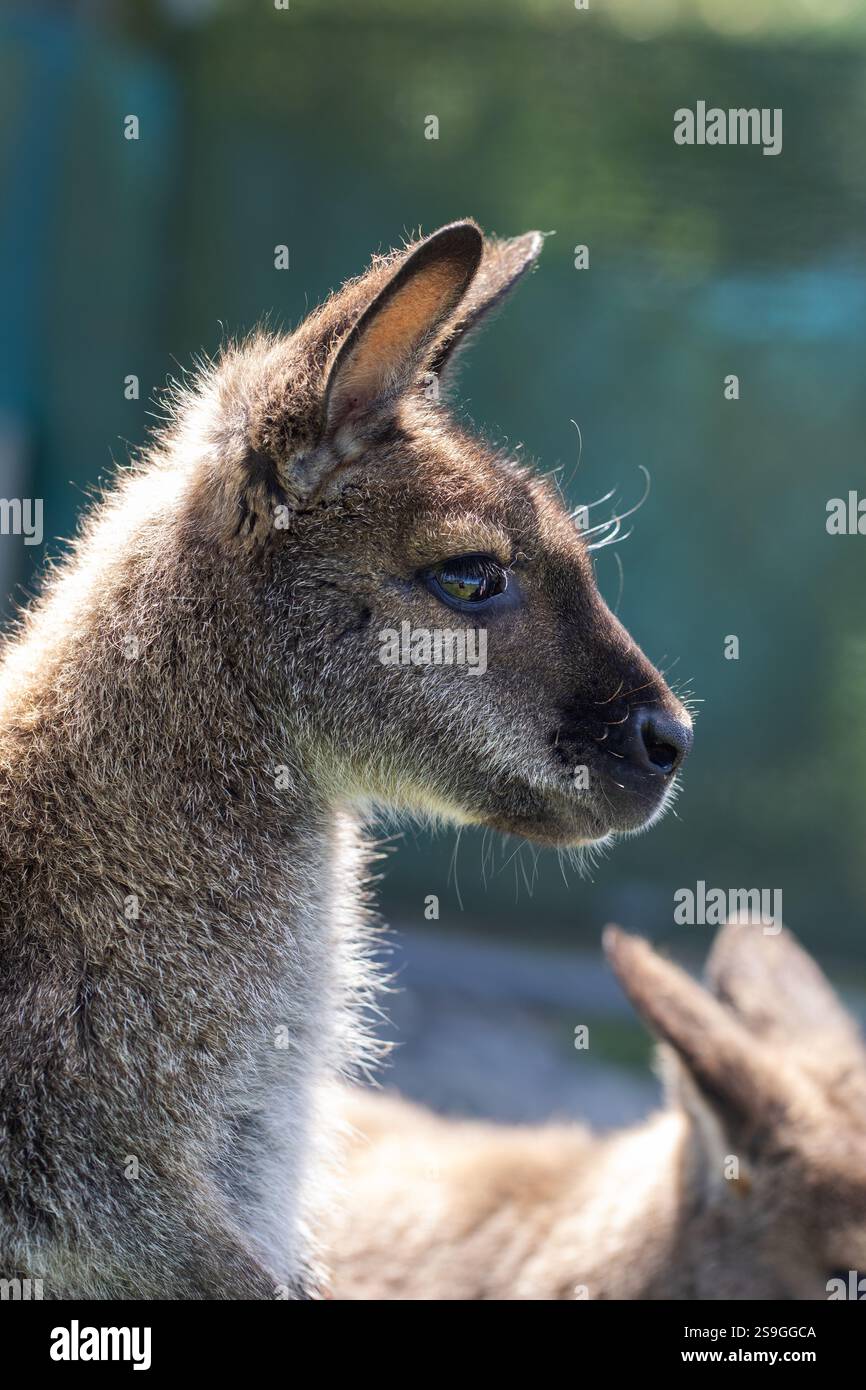 Cute fluffy wallaby in the park. Marsupial mammals. Australia Stock ...