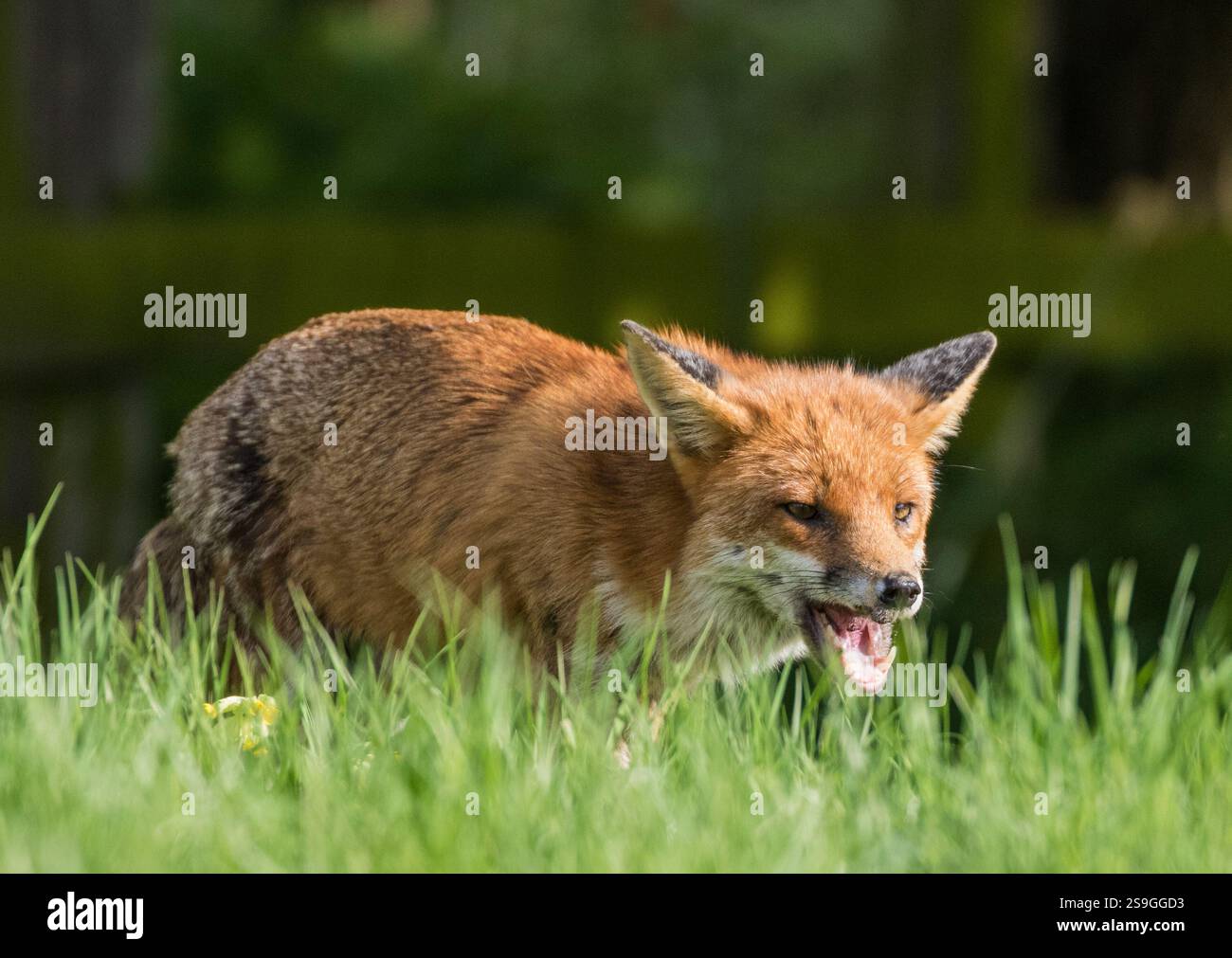 An elderly rural vixen Fox, takes time out to hunt for her 9th litter ...