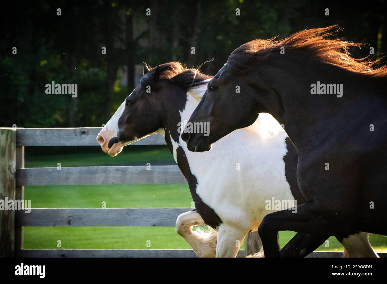 A pair of Gypsy Vanner horses race across a pasture in this image that ...