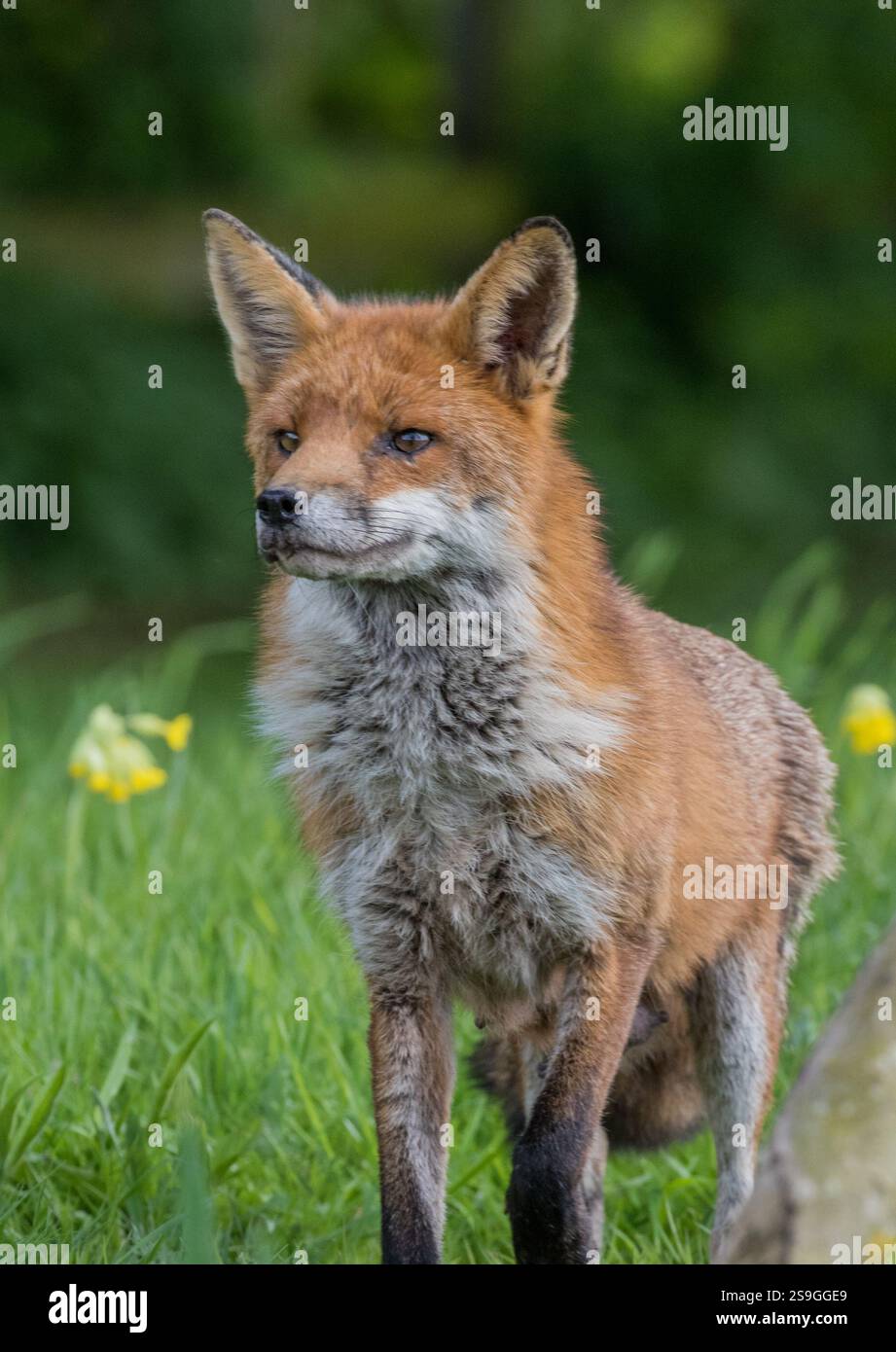 An elderly rural vixen Fox, takes time out to hunt for her 9th litter ...
