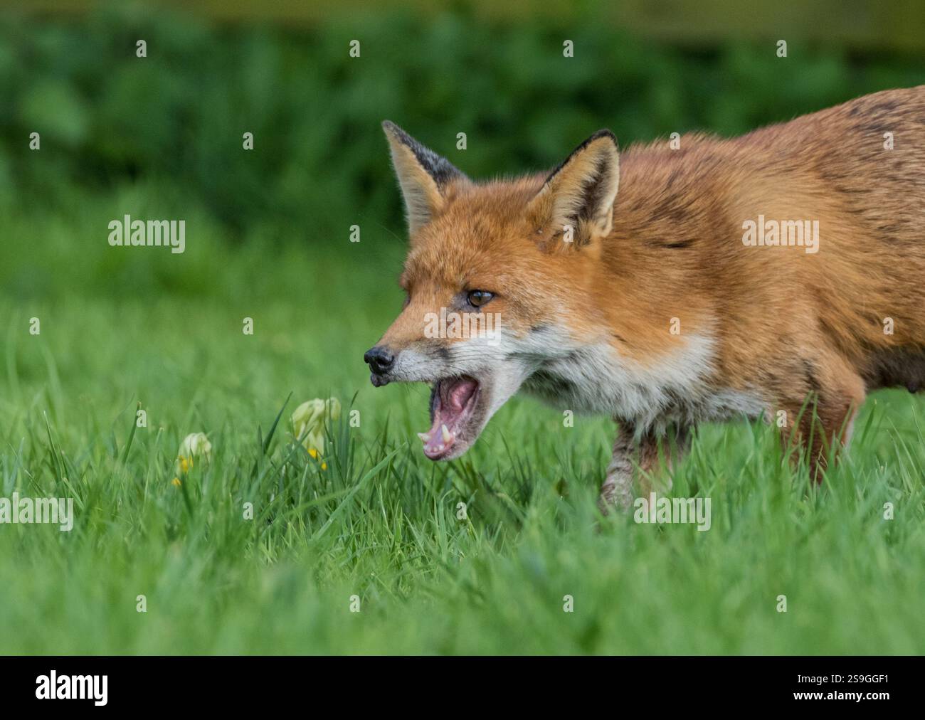 Mother hen with a mouth open hi-res stock photography and images - Alamy