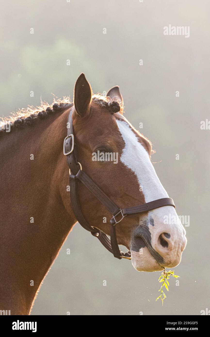 Head shot portrait of a Belgian Clydesdale wearing a bridle. Neutral to ...