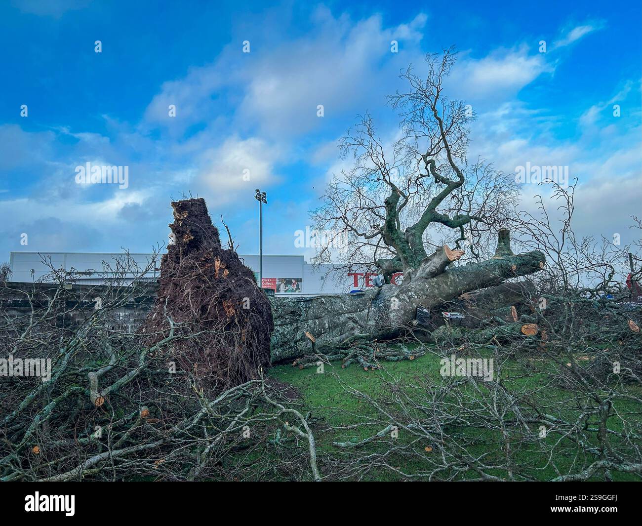 January 26, 2025, Cork, Ireland - fallen 100-year-old copper beech tree ...