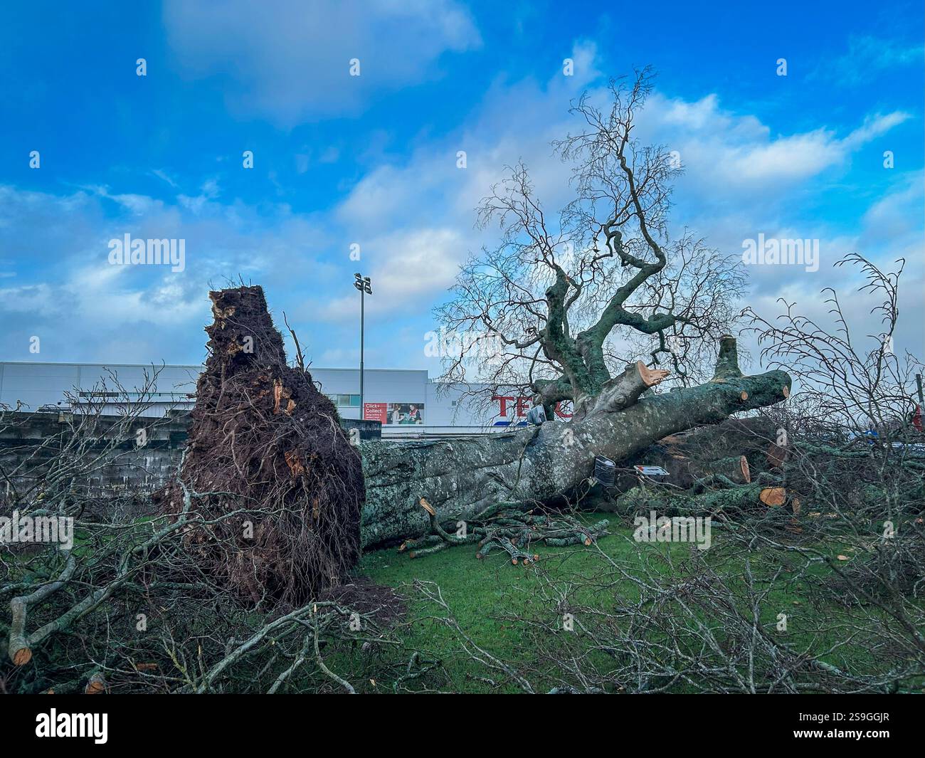 January 26, 2025, Cork, Ireland - fallen 100-year-old copper beech tree ...