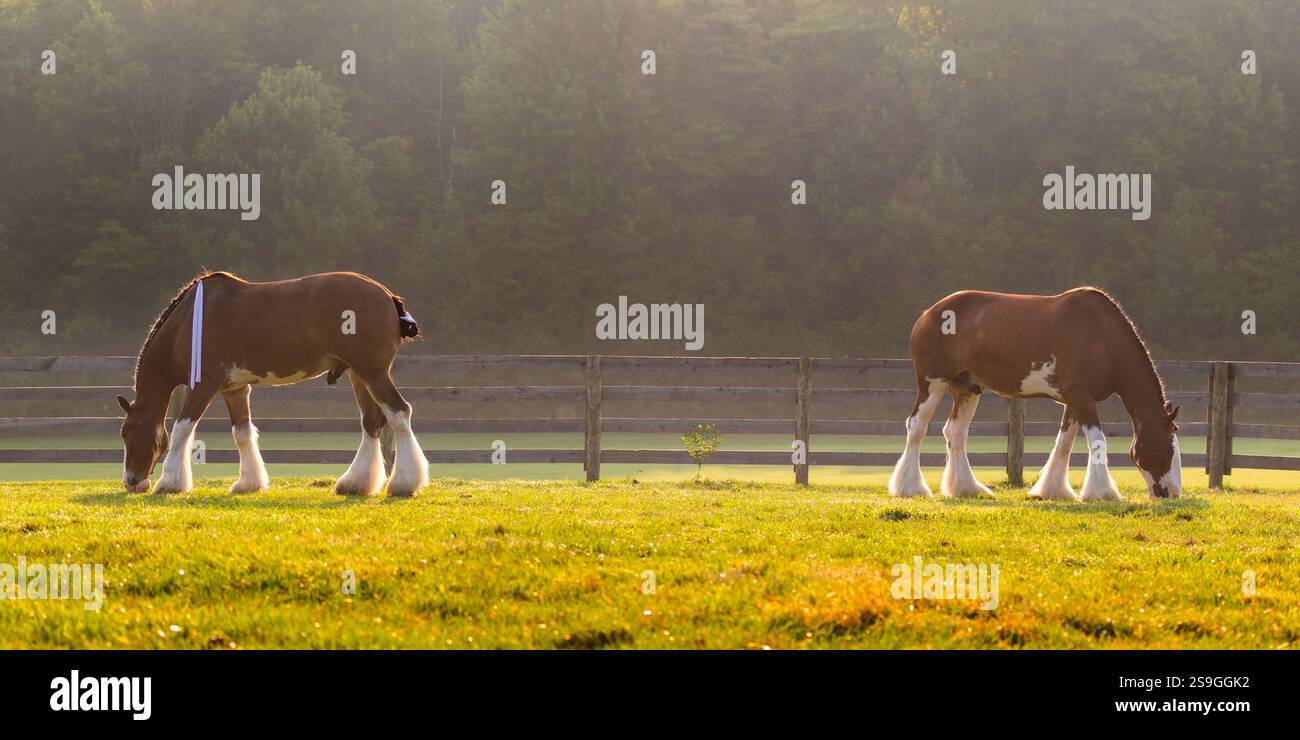 Two Belgian Clydesdales feed in a pasture facing opposite directions. A ...