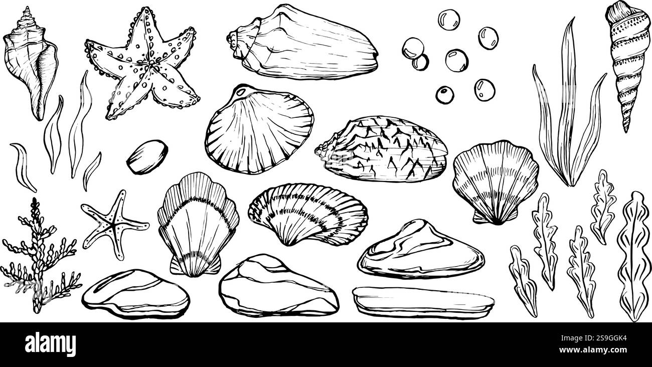 Seashells vector illustration big collection. Underwater Shells, algae ...