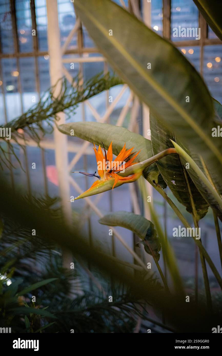 The views inside the Barbican Conservatory Glass-roofed, leafy ...