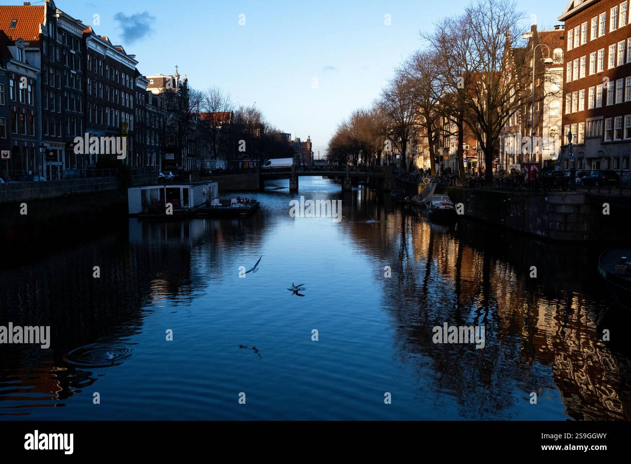 The cityscape of Amsterdam with bird seagull on a canal of the river ...