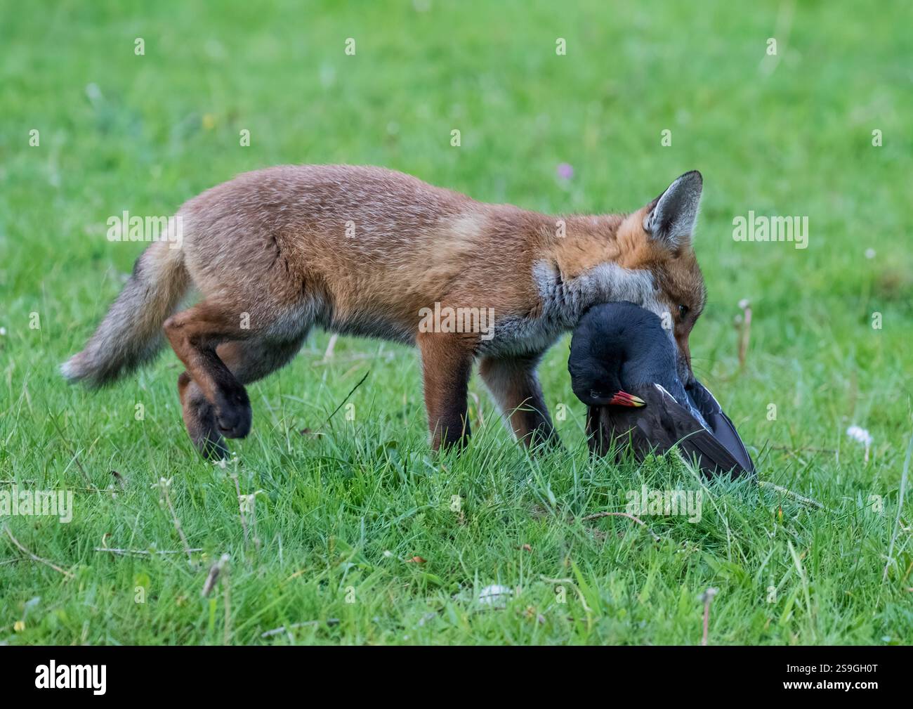 A juvenile Fox (Vulpes vulpes) with a prize catch of a Moorhen ...