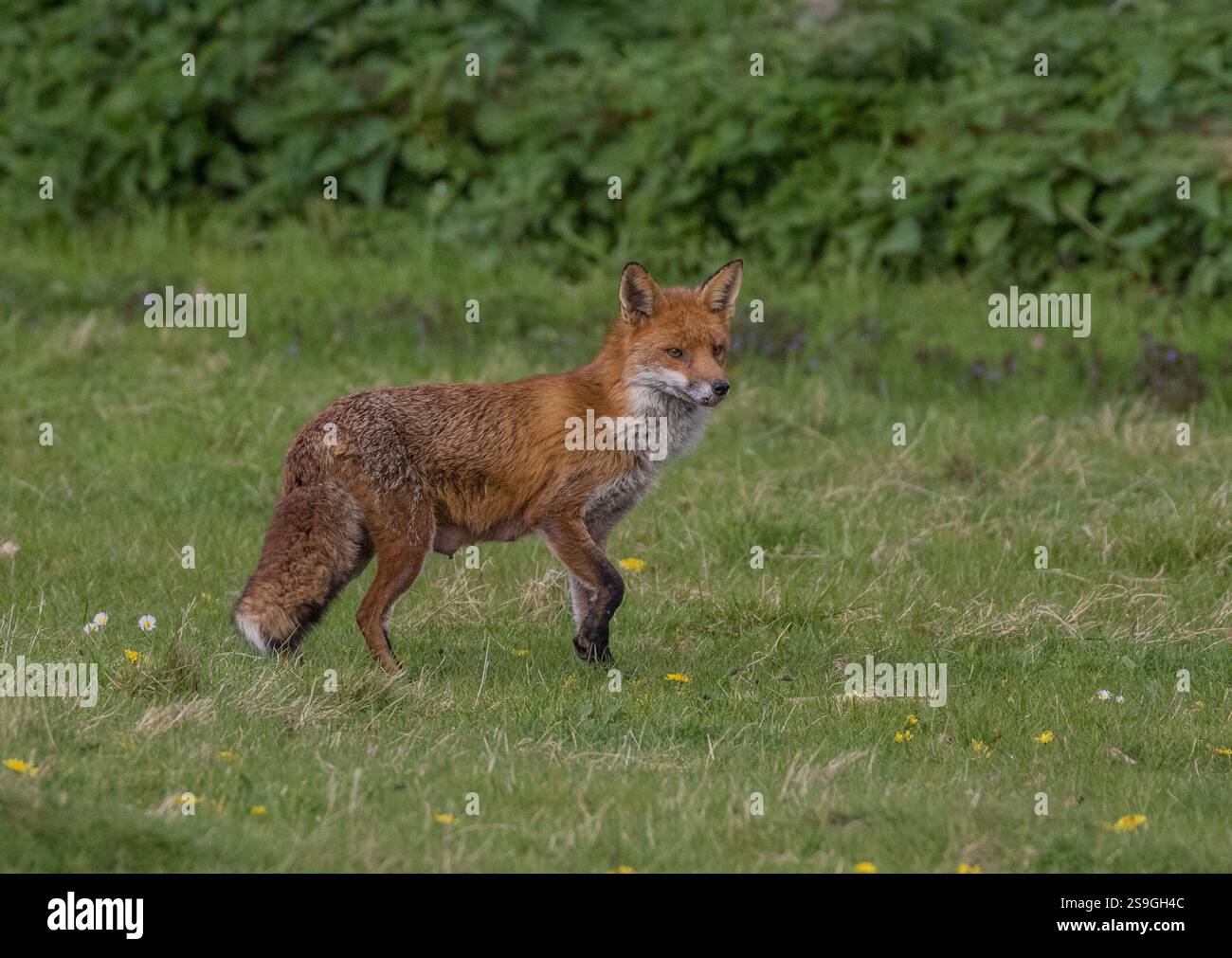 An elderly rural vixen Fox, takes time out to hunt for her 9th litter ...