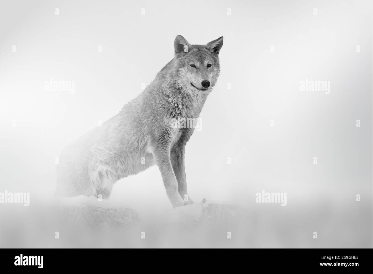 Wolf comes out of the fog on a light background, black and white photo ...