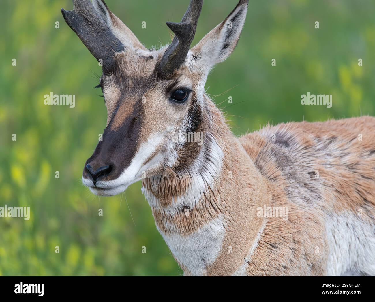 Male Pronghorn with Horns in Custer State Park, South Dakota, USA Stock ...