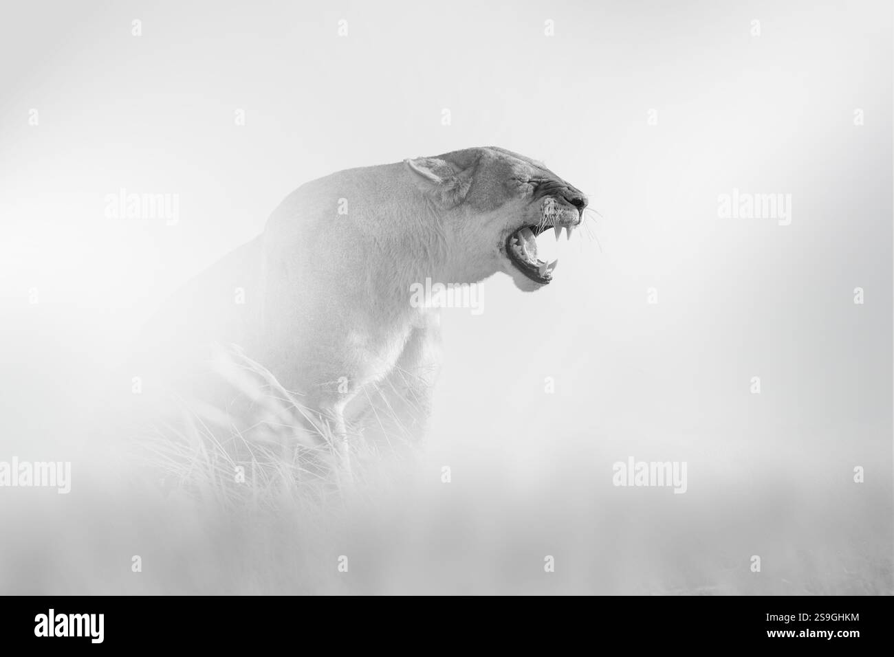 Lion comes out of the fog on a light background, black and white photo ...