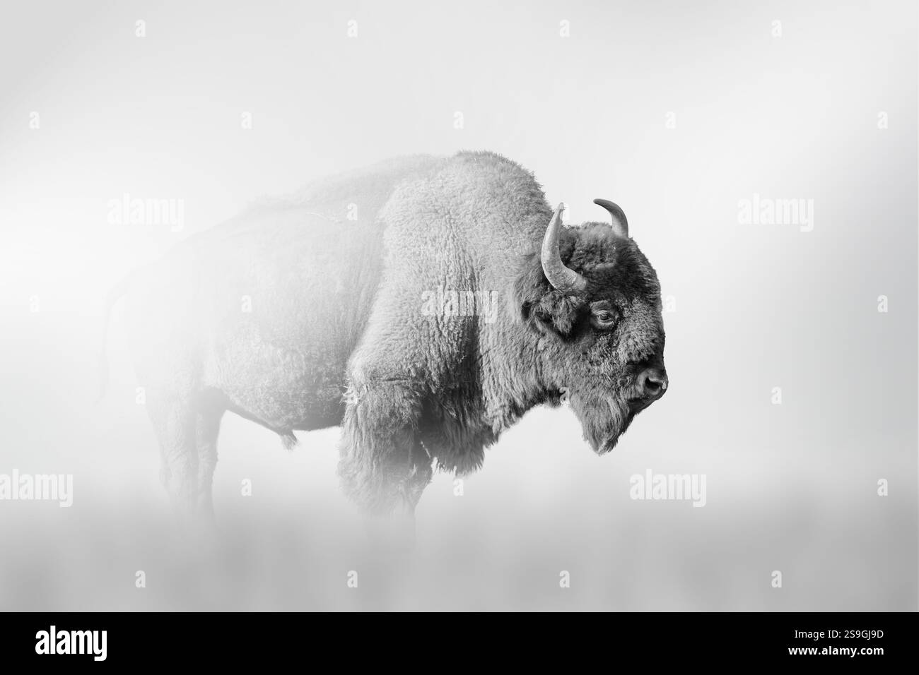 Bison comes out of the fog on a light background, black and white photo ...