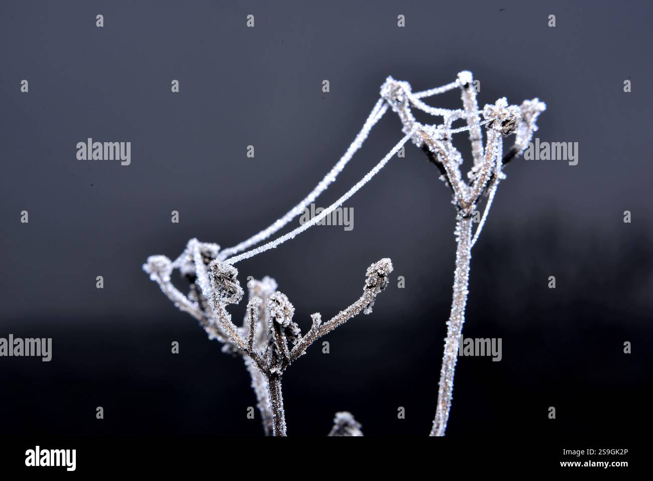 Frosted spider's web threads on a cold, grey winter's day Stock Photo ...