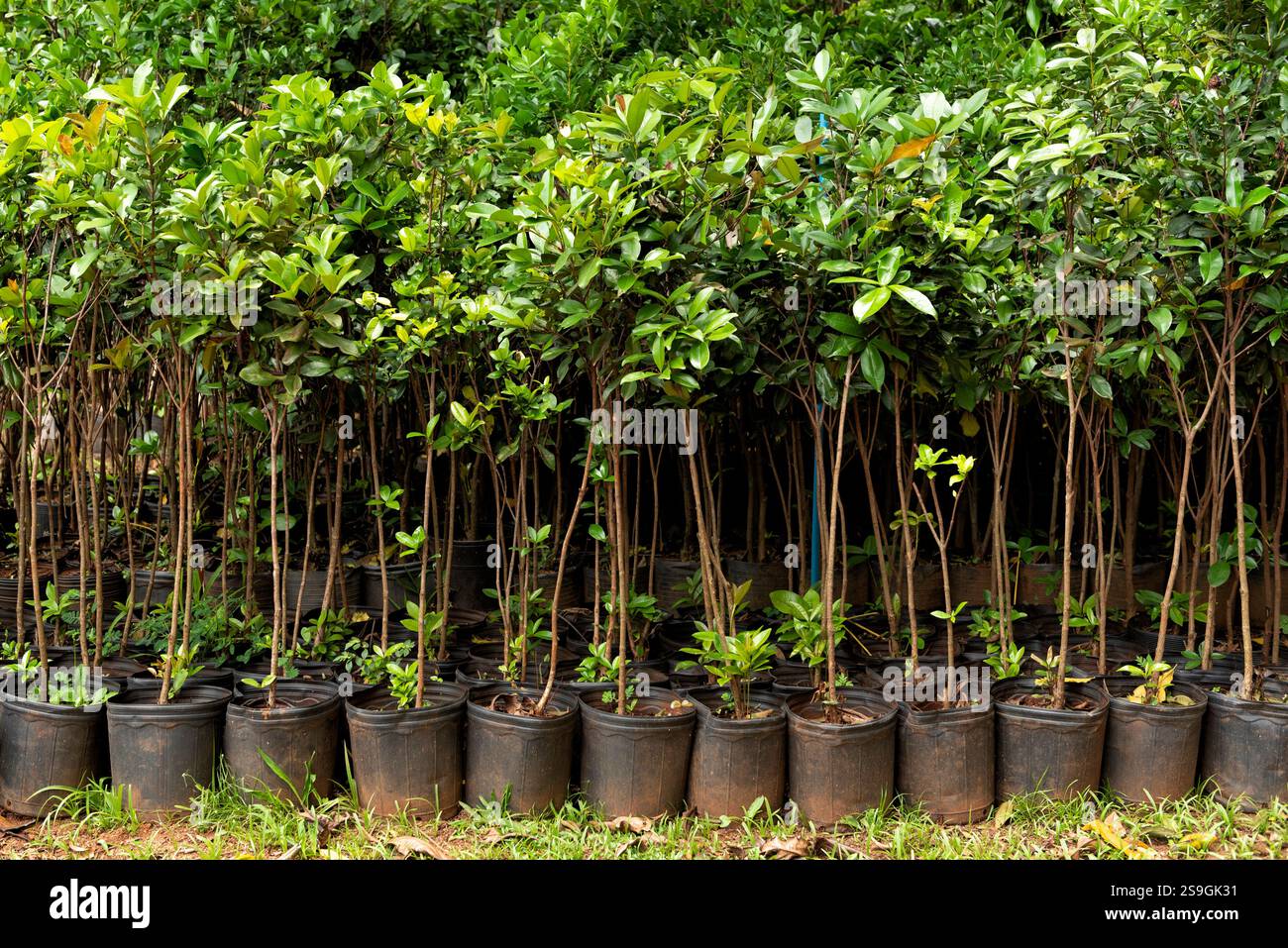 Young plants saplings hi-res stock photography and images - Alamy
