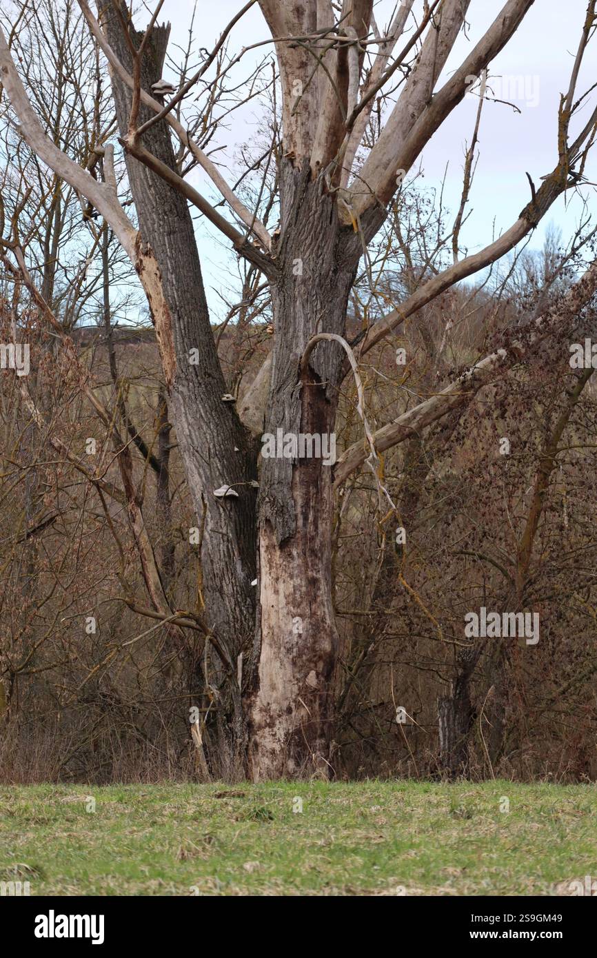 Damaged immune system hi-res stock photography and images - Alamy