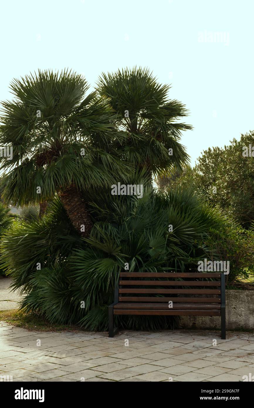 Park bench surrounded by tropical palm trees in a bright inviting ...