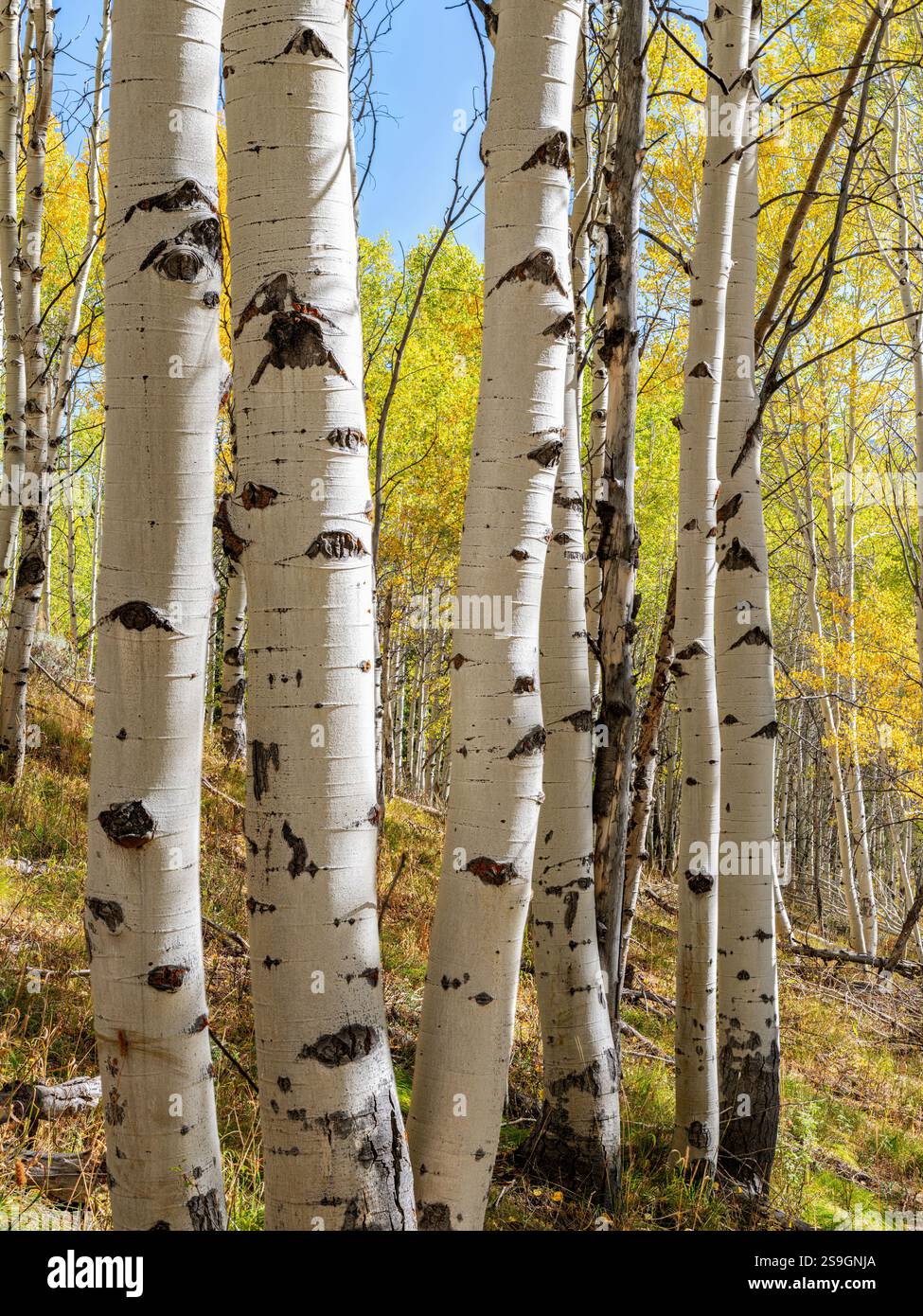 White barked Aspen trees in the fall time of year Stock Photo - Alamy