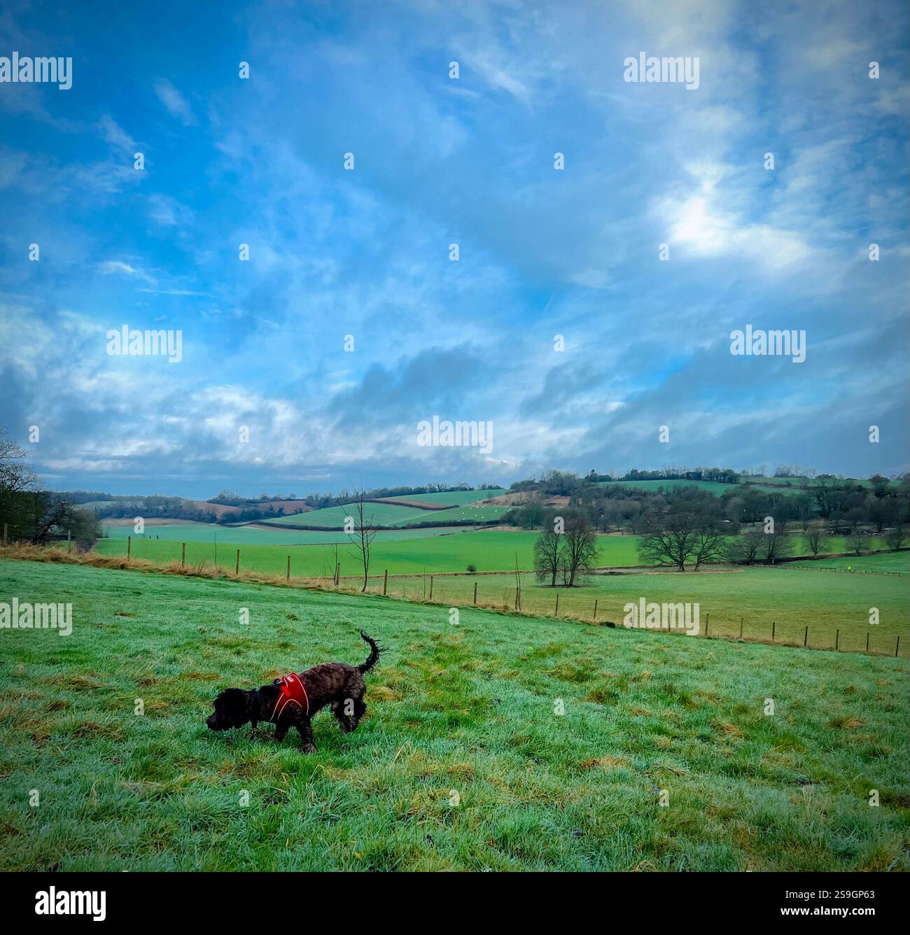 Dog walk in cold hi-res stock photography and images - Alamy
