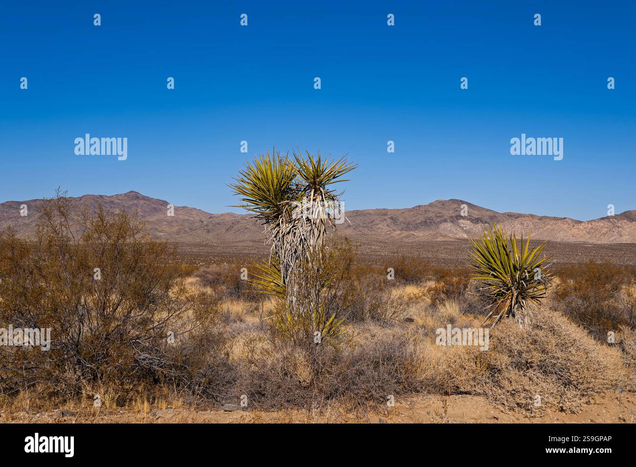 The majestic landscape of the Mojave Desert in Southern California ...