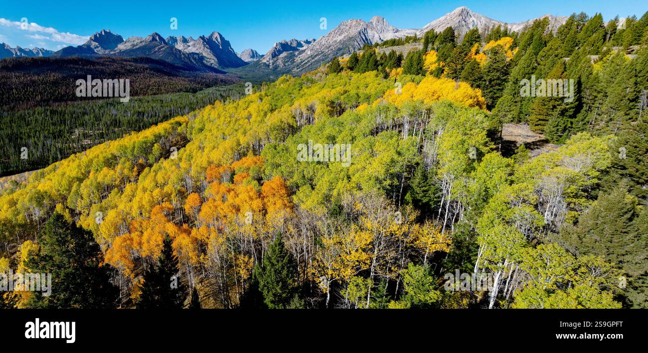 Idaho wilderness aspen grove in hi-res stock photography and images - Alamy