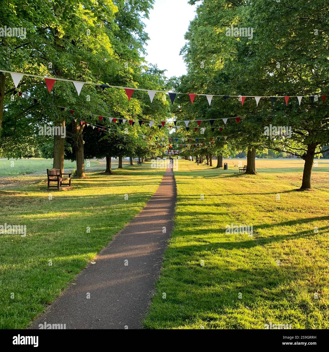 Avenue of lime trees Stock Photo - Alamy