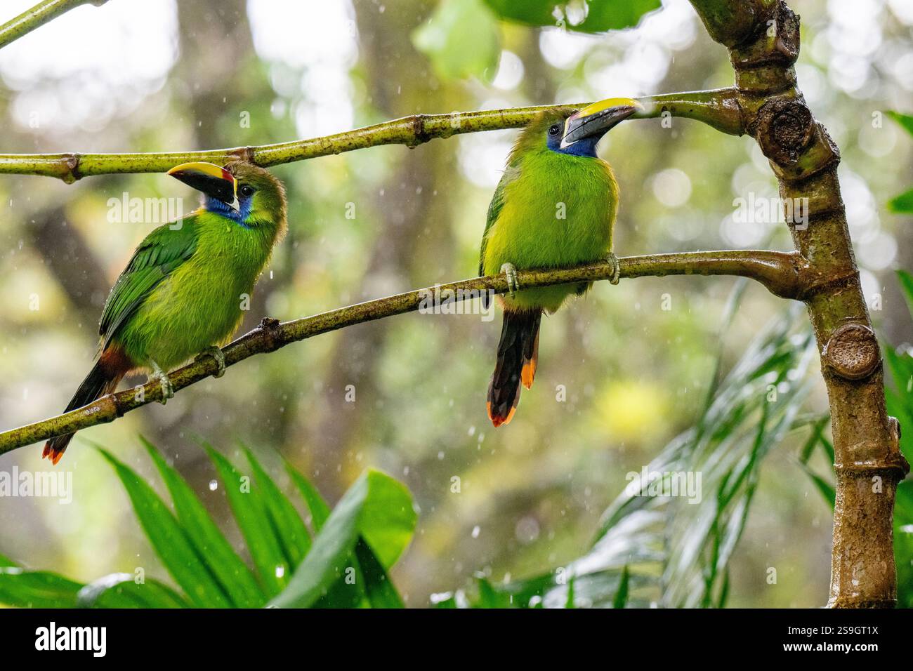 Aulacorhynchus parasinus hi-res stock photography and images - Alamy
