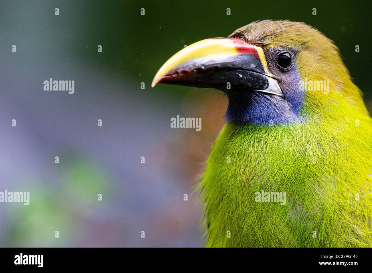 Costa Rica, Monteverde. Emerald toucanet (Aulacorhynchus parasinus ...
