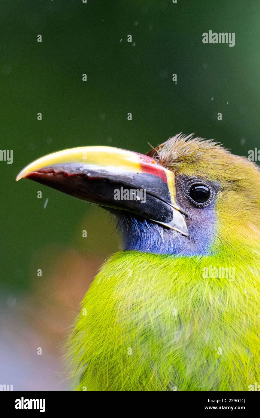 Costa Rica, Monteverde. Emerald toucanet (Aulacorhynchus parasinus ...