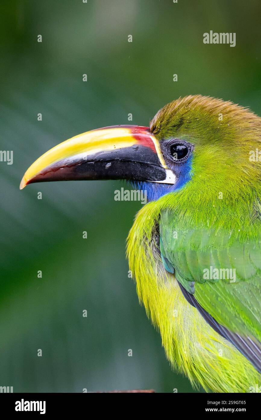 Costa Rica, Monteverde. Emerald toucanet (Aulacorhynchus parasinus ...